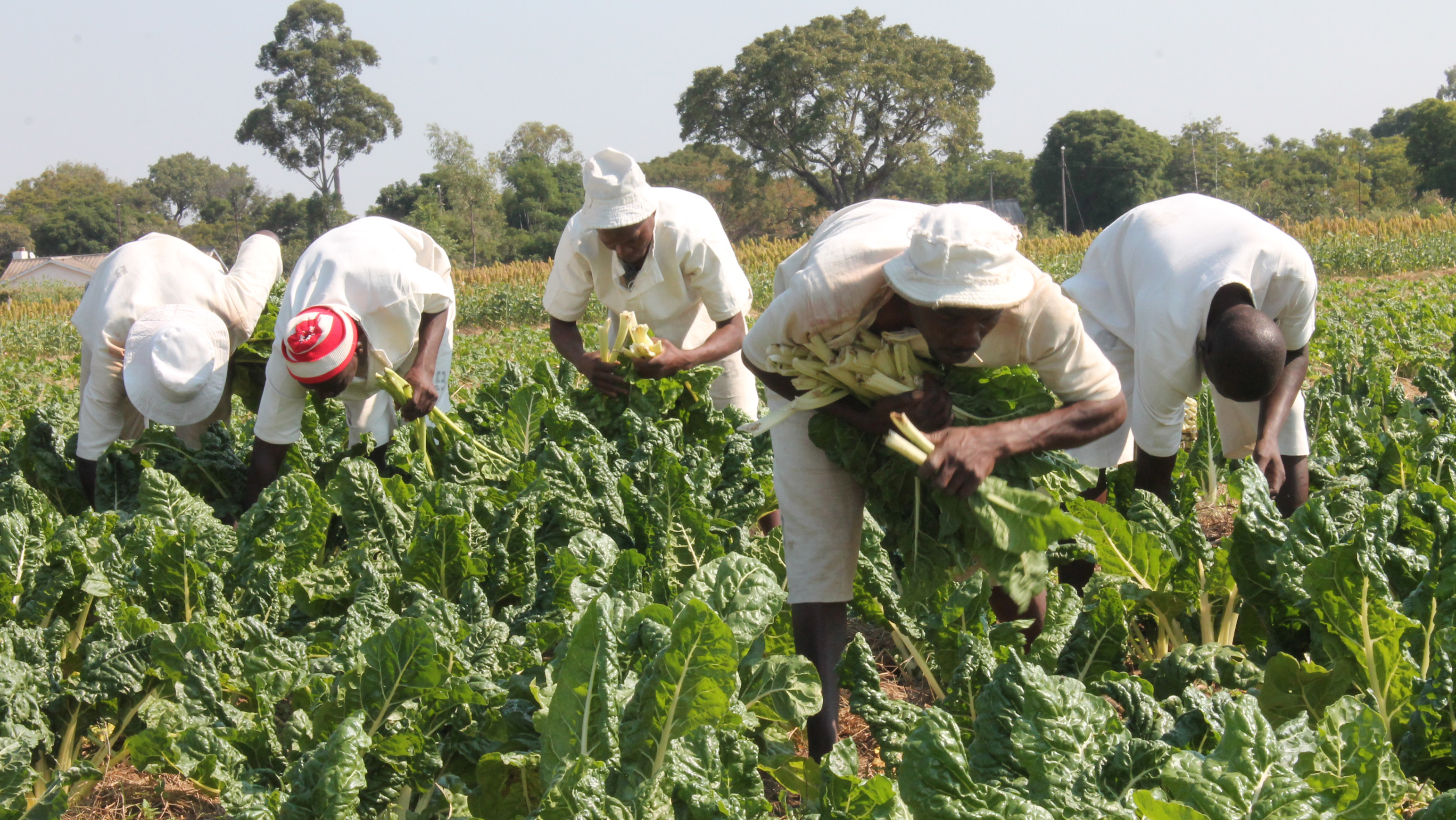 Zimbabwe: Water supply systems rehabilitated for inmates in 2015 | ICRC