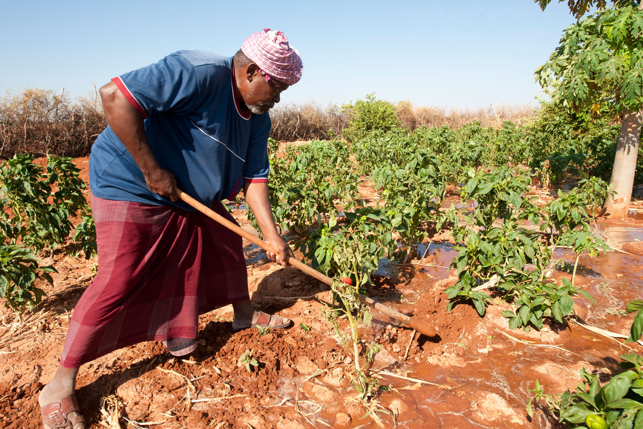Farming cooperatives mean more food for everyone | ICRC