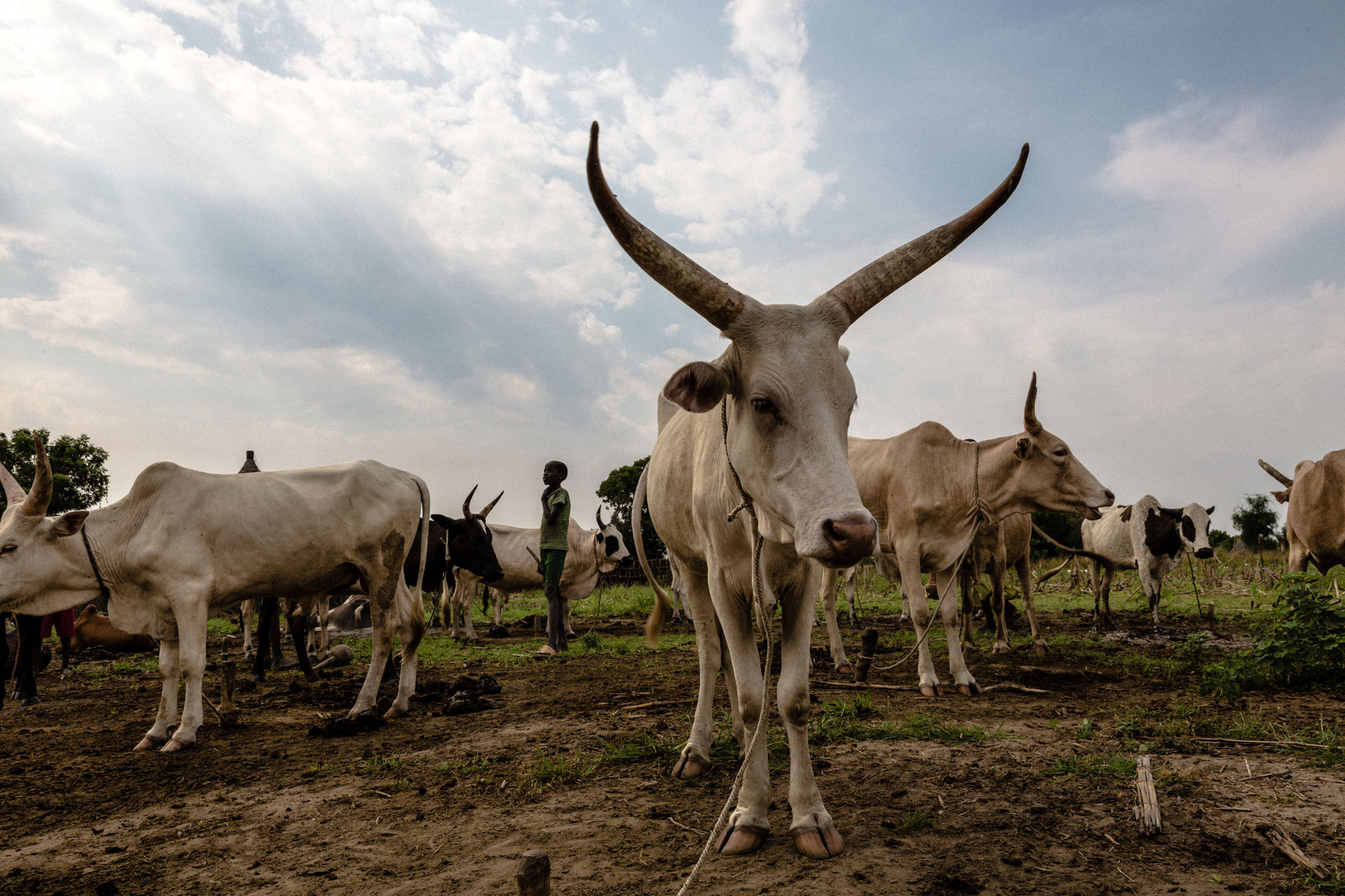Protecting livestock from diseases in South Sudan | ICRC