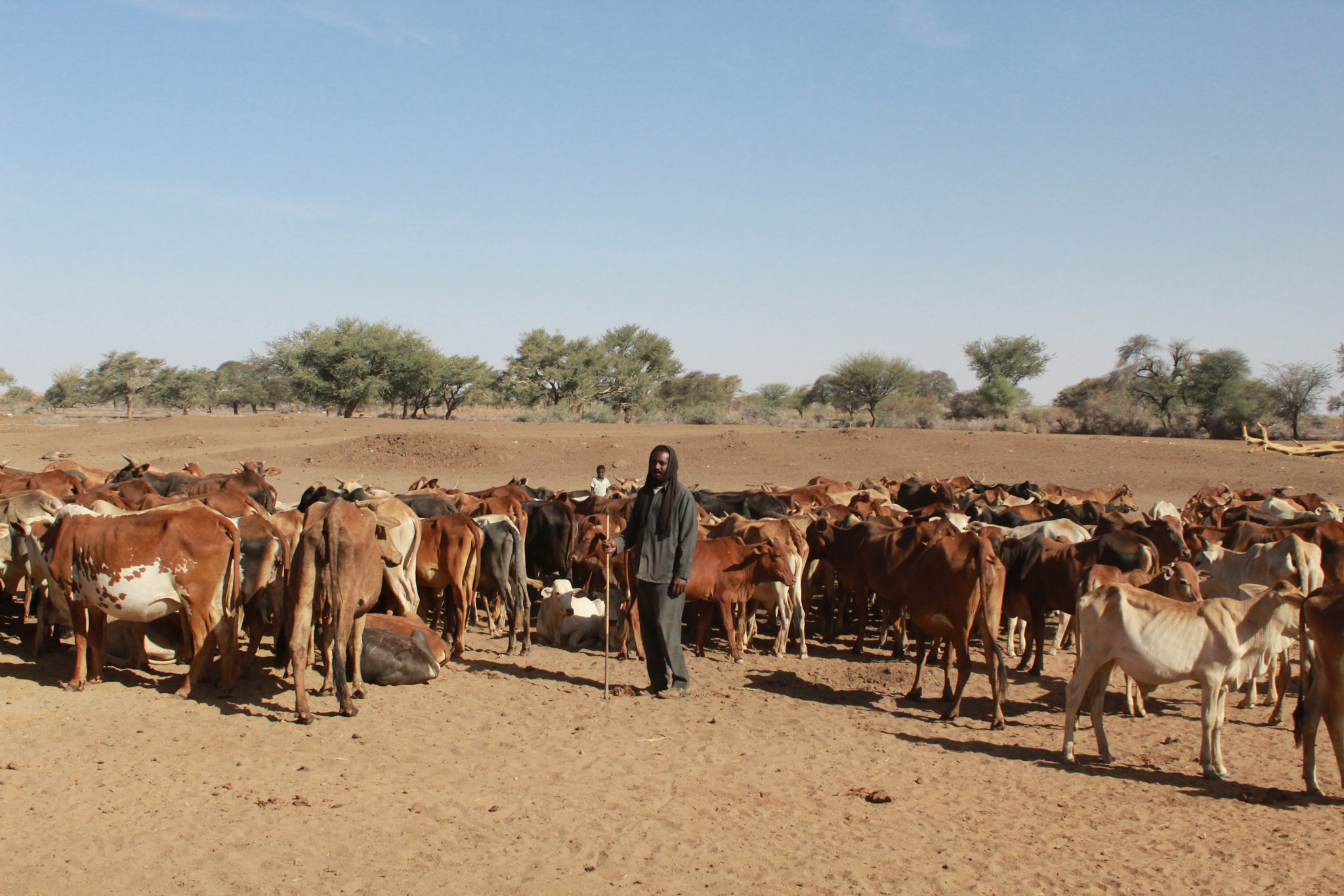 A renewed hope for livestock owners in Sudan | ICRC