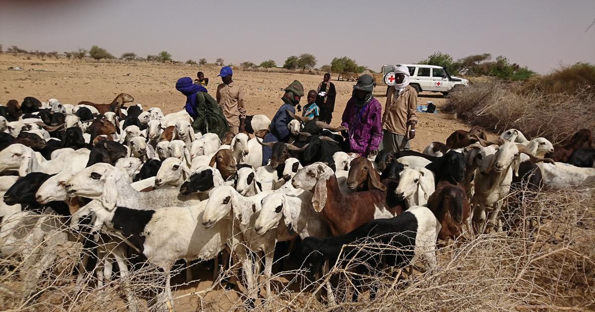 Niger : plus de 8000 ménages d'éleveurs appuyés en aliments bétail ...