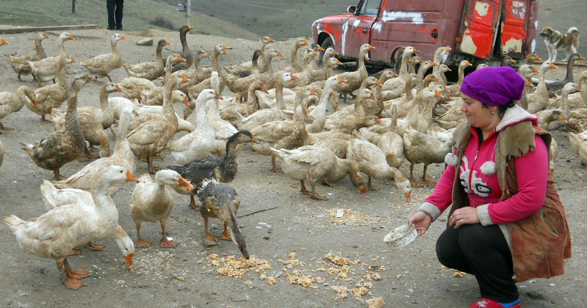 Azerbaijan: Geese have given us a better life | International Committee ...