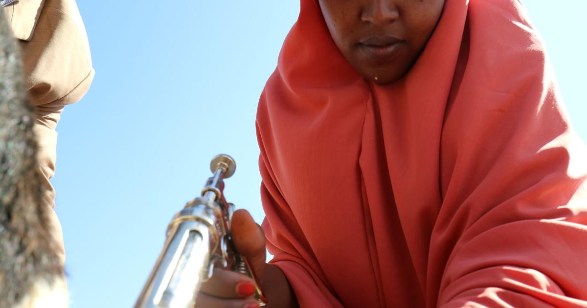 Somalia: Healthy herds help communities survive | ICRC