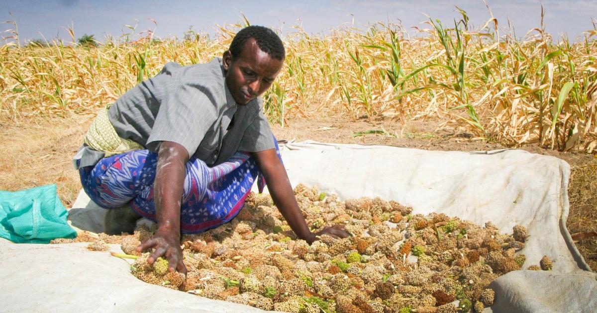 Somalia: Towards self-reliance with farming cooperatives | ICRC