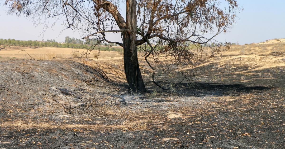 From green to black: Incendiary balloons leave Israeli farmers with ...