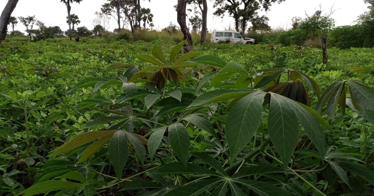 South Sudan Icrc Introduces Disease Resistant Cassava Varieties To Combat Food Shortage