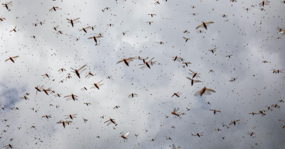 Violence, drought, flooding, and now a locust invasion | ICRC